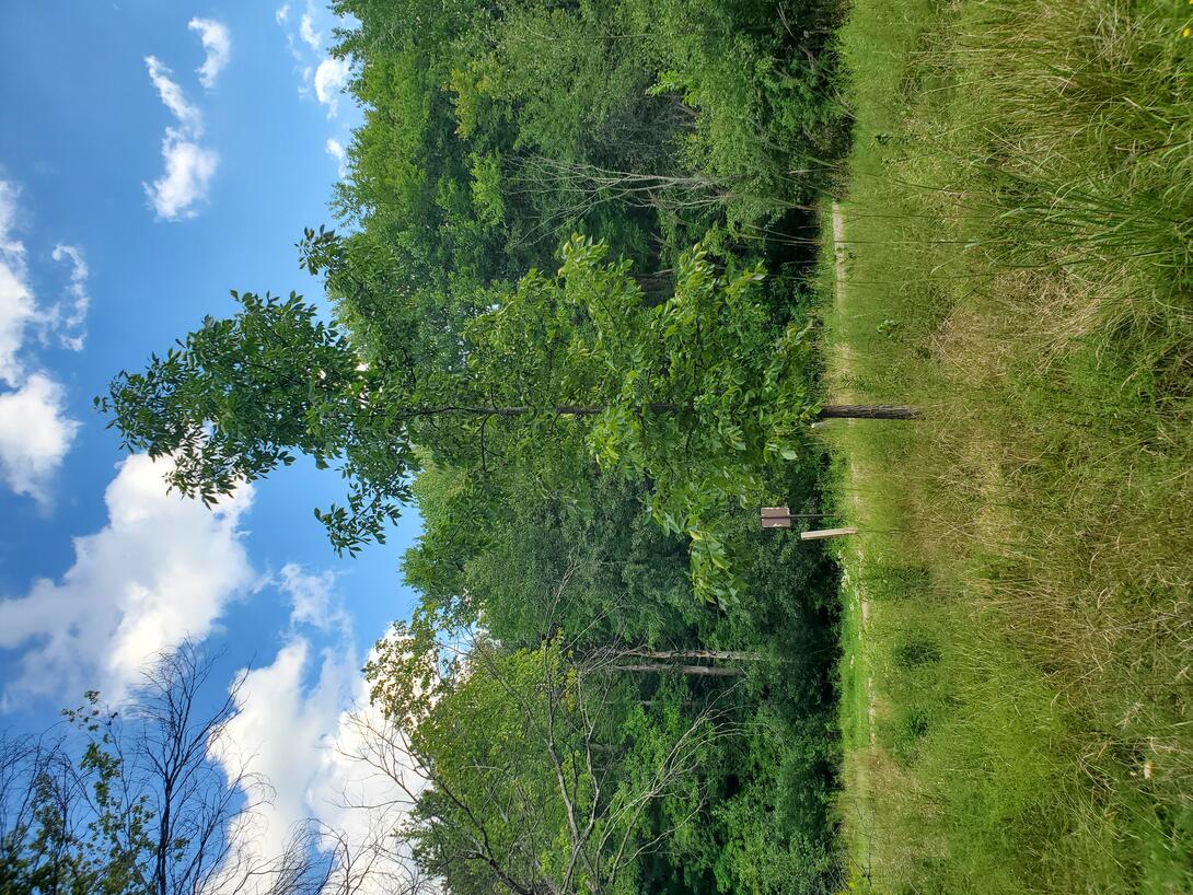 Pignut Hickory | CMP Tree Selection Tool